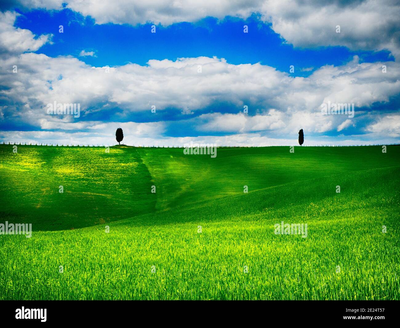 Two trees side by side hi-res stock photography and images - Alamy