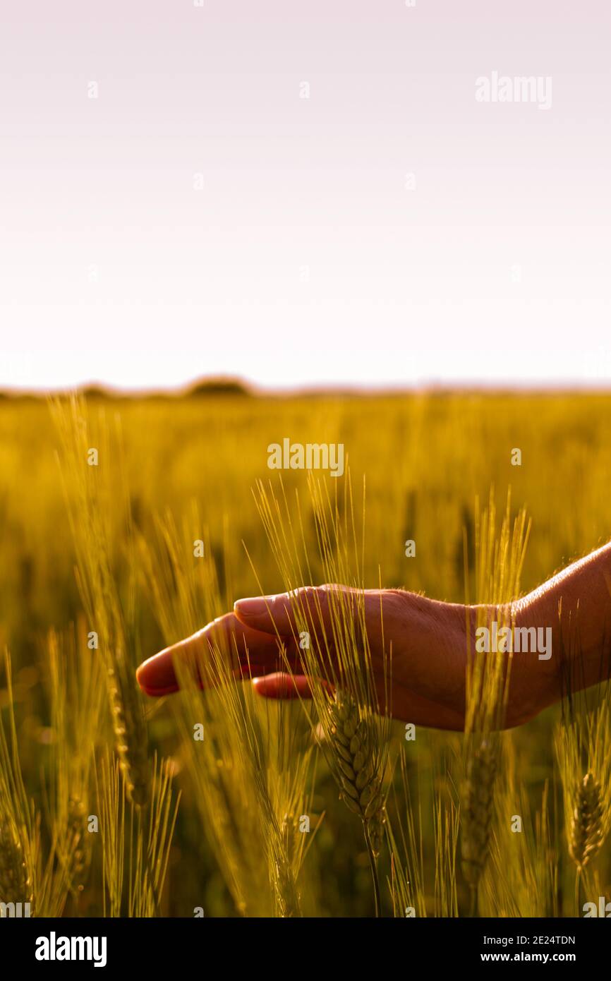 Vertical closeup of a hand touching the wheat plants in the wheat ...