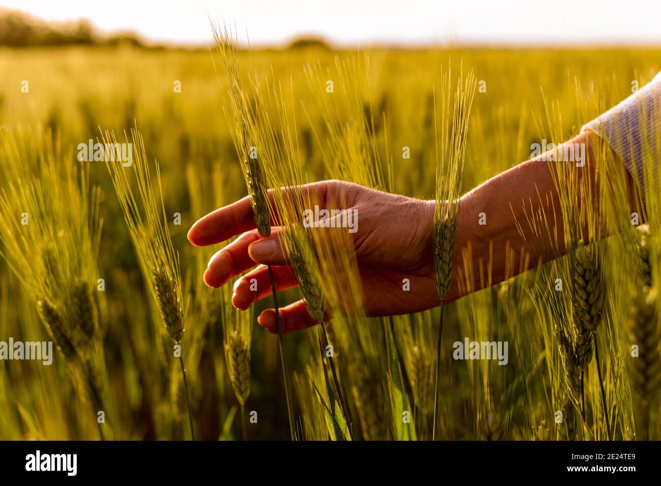 Vertical closeup of a hand touching the wheat plants in the wheat ...