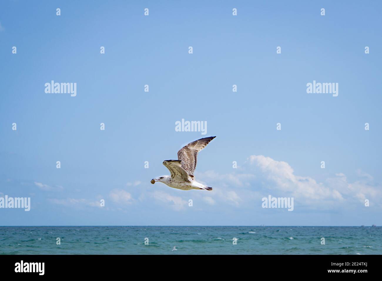 Back of seagull hi-res stock photography and images - Alamy