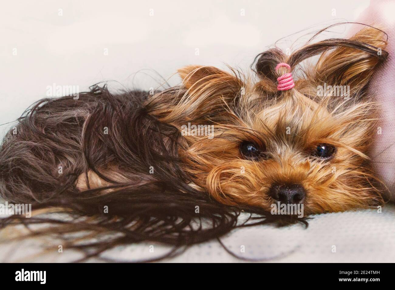 Yorkshire terrier dog side view hi-res stock photography and images - Alamy