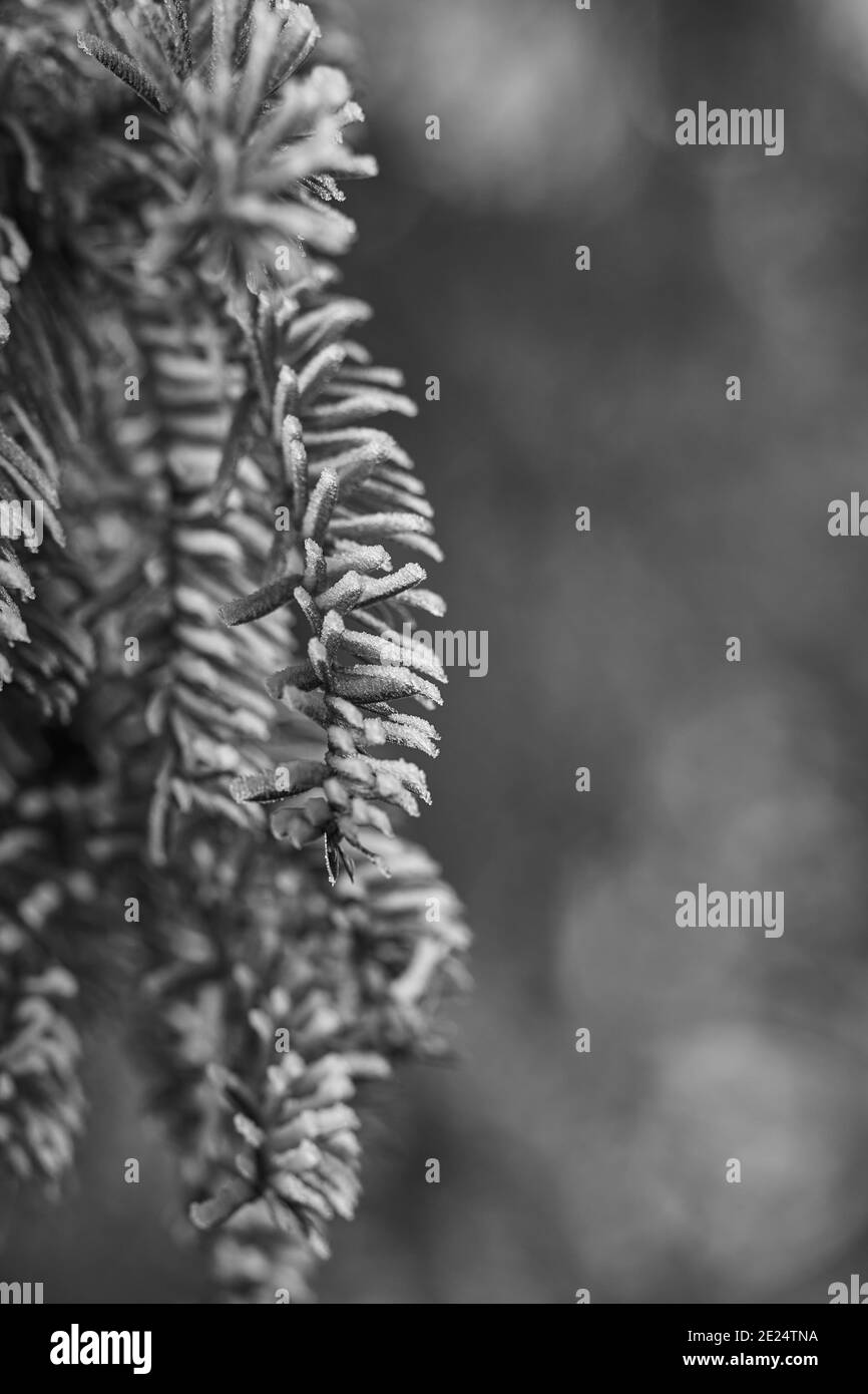 A build up of ice on a very frosty, cold morning Stock Photo - Alamy