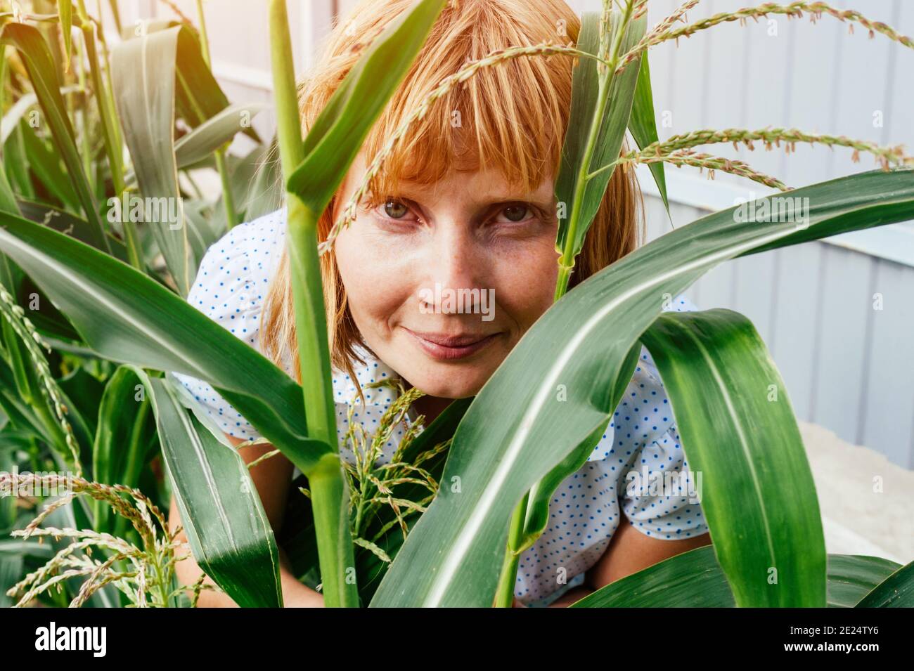 Woman farmer hiding in corn foliage at her home farm Stock Photo - Alamy