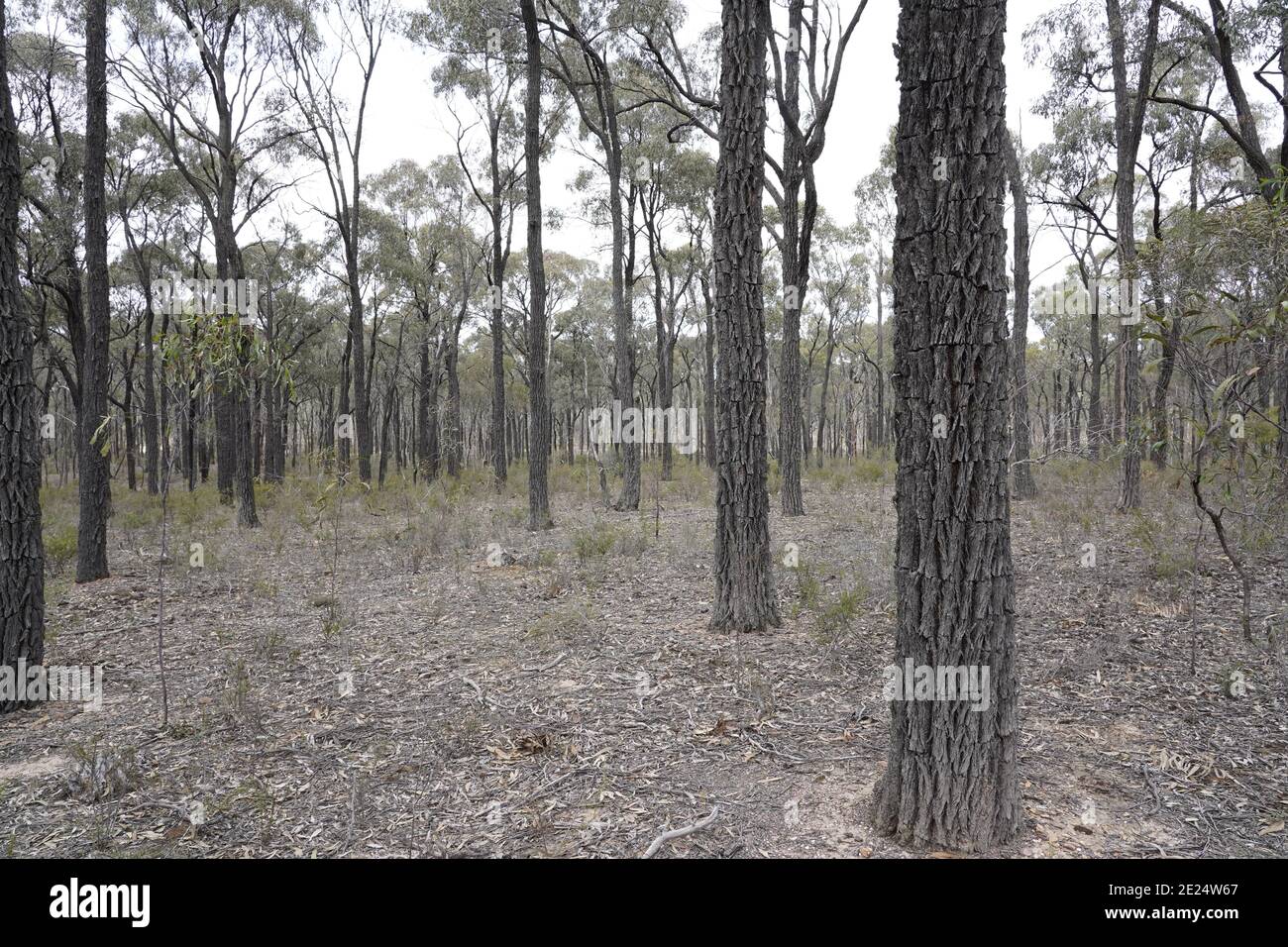 Gold prospecting area in native bushland Australia, mid-Victoria Stock ...