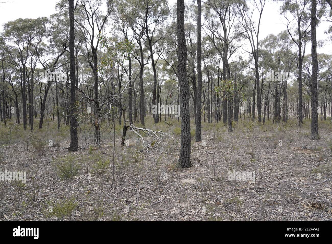 Gold prospecting area in native bushland Australia, mid-Victoria Stock ...