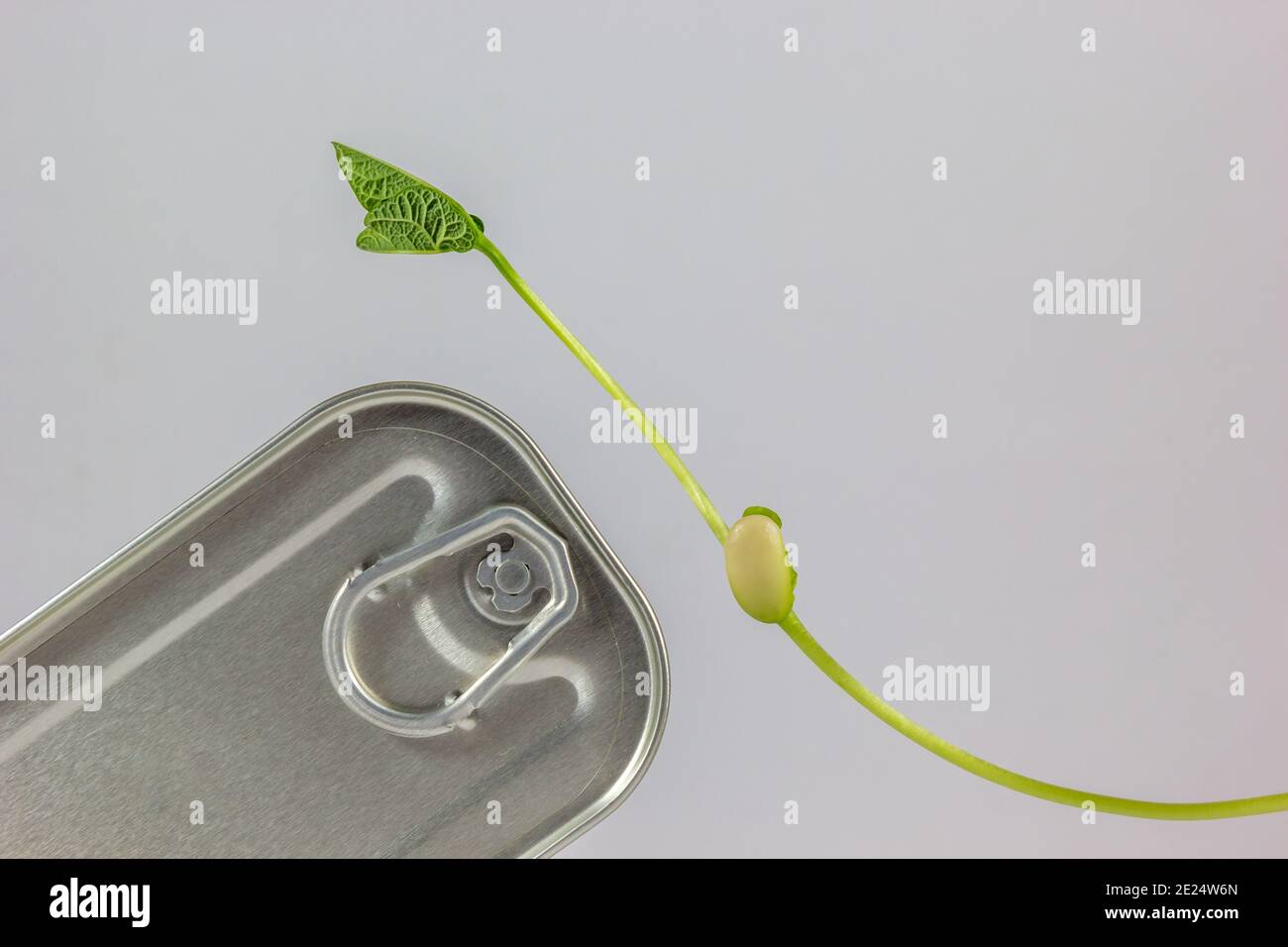 Top view of a tinned can and bean sprout on a white background Stock ...