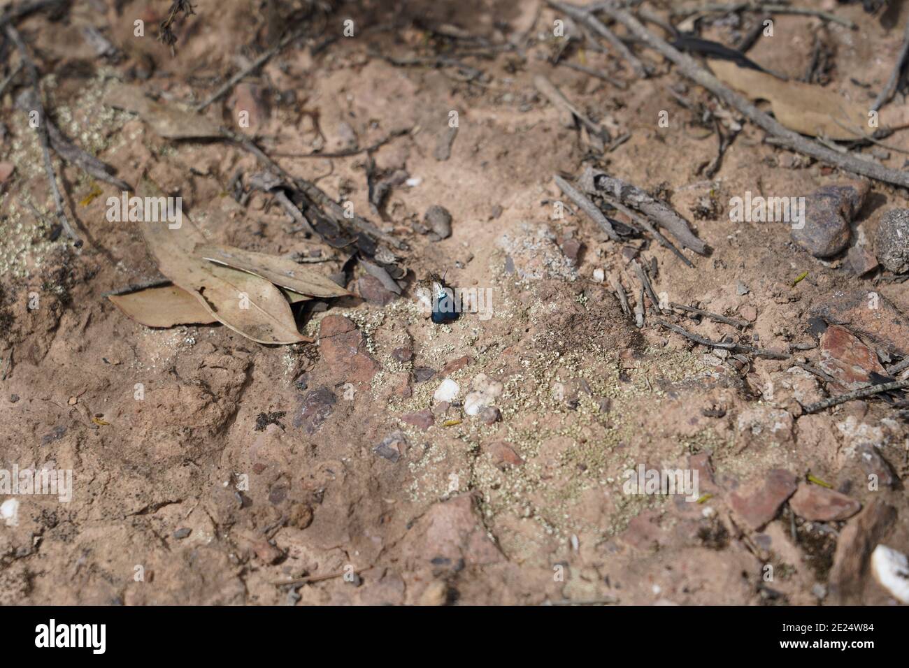 Gold prospecting area in native bushland Australia, mid-Victoria Stock ...
