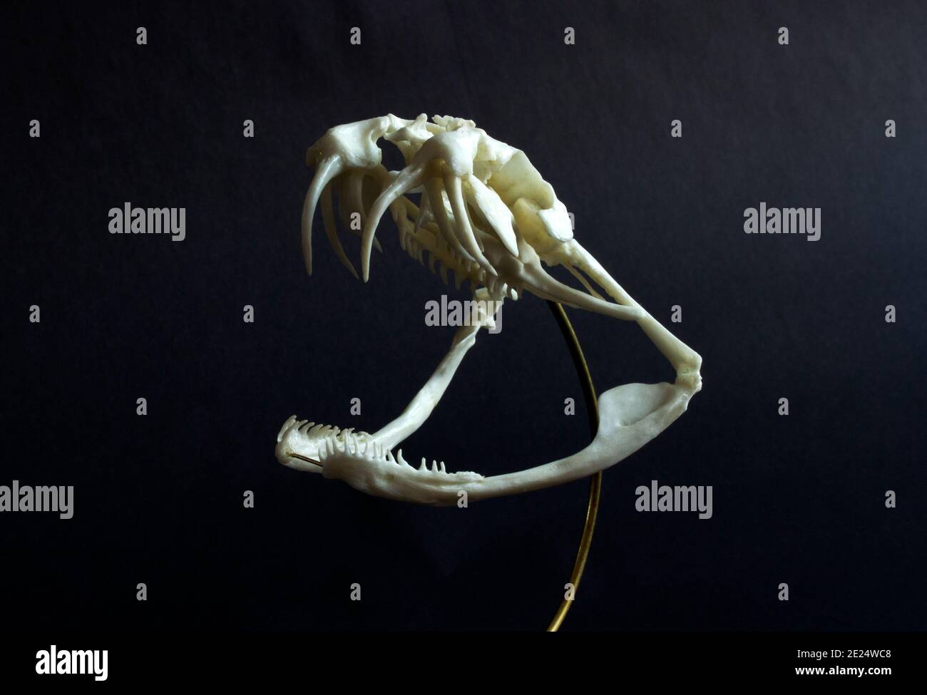 Gaboon Viper Skull