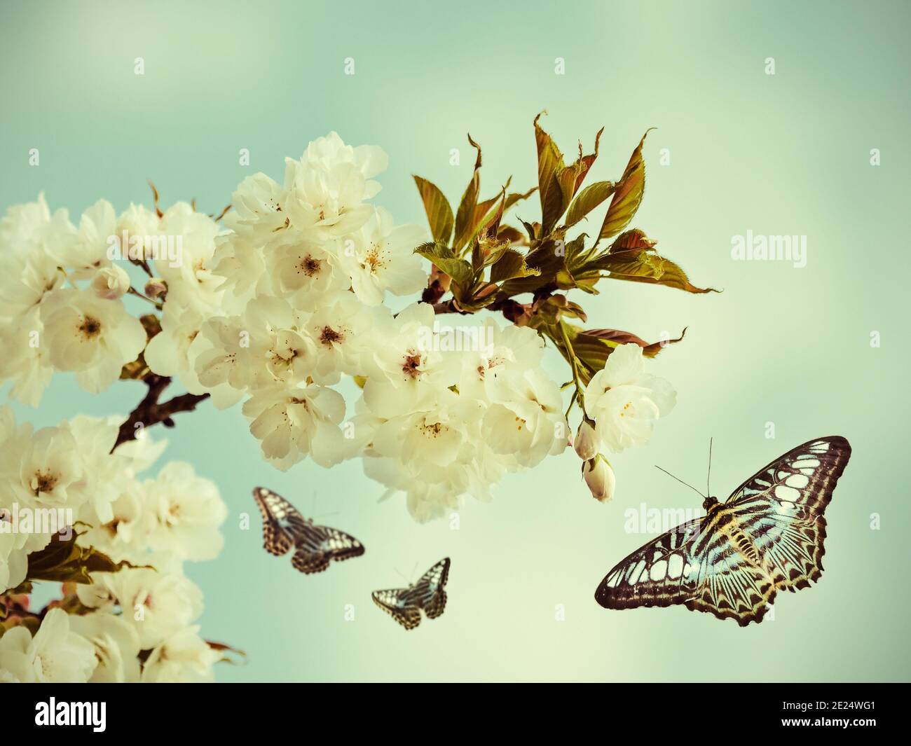 Flying butterflies hi-res stock photography and images - Alamy