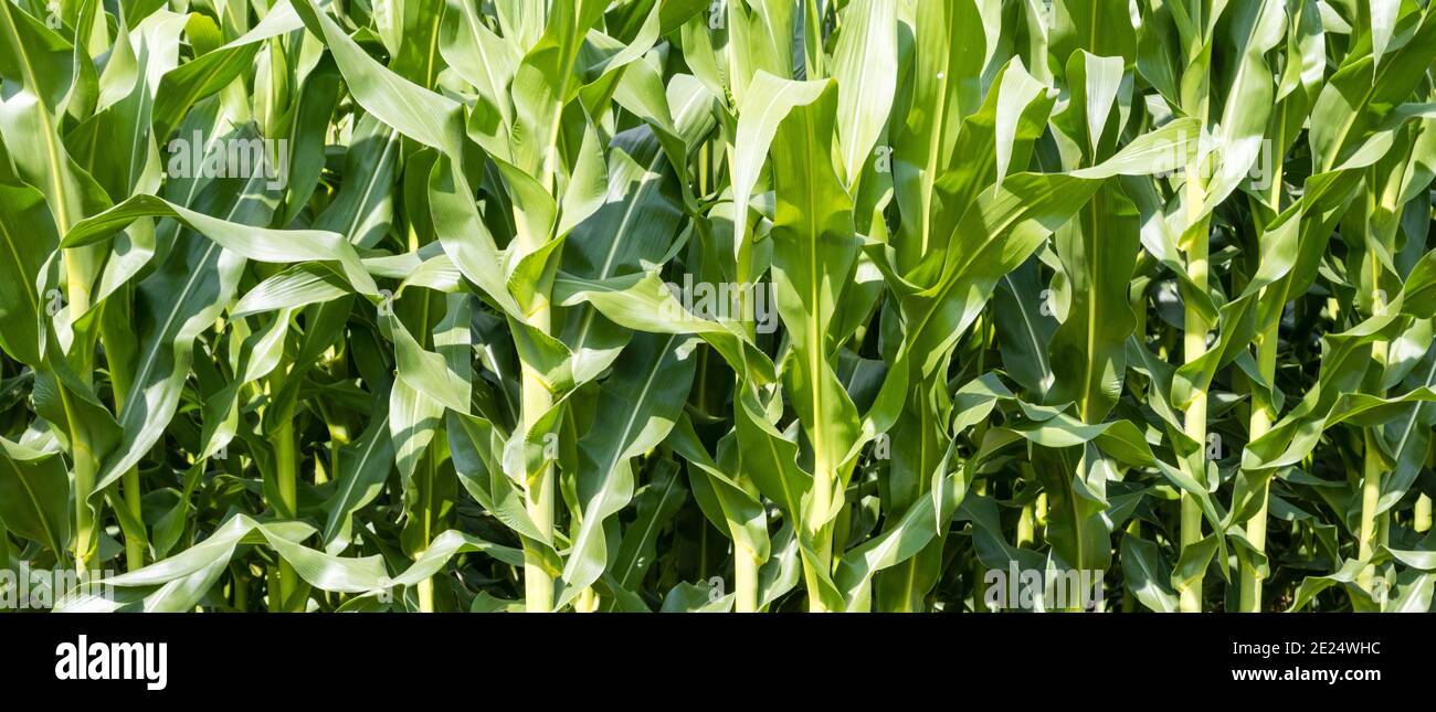 Leaves of corns in a plantation Stock Photo - Alamy