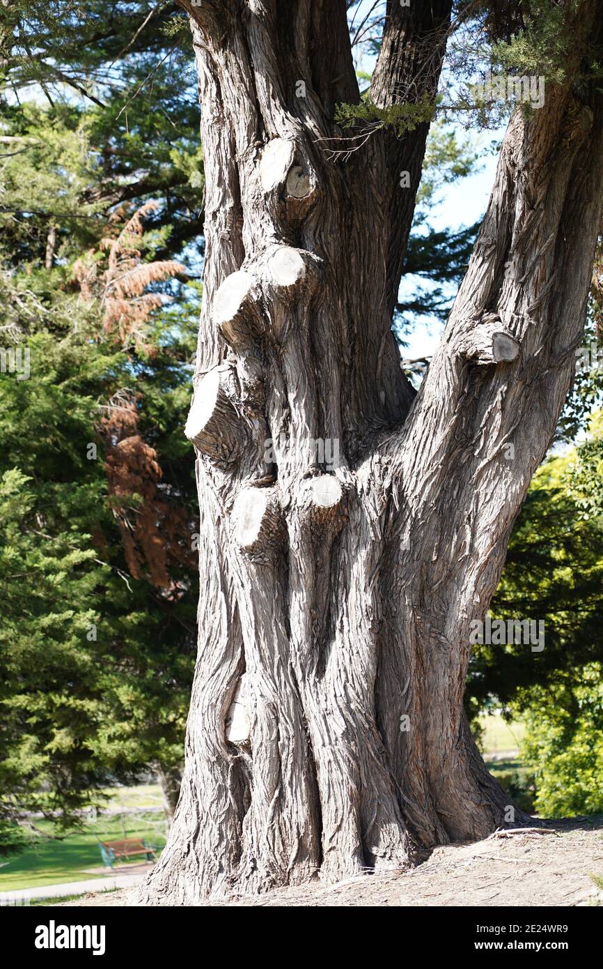 Well pruned tree hi-res stock photography and images - Alamy