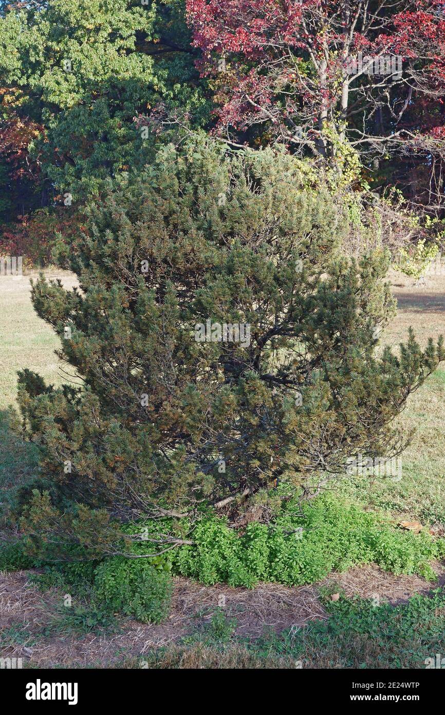 Hillside Gem Eastern white pine (Pinus strobus 'Hillside Gem' Stock ...