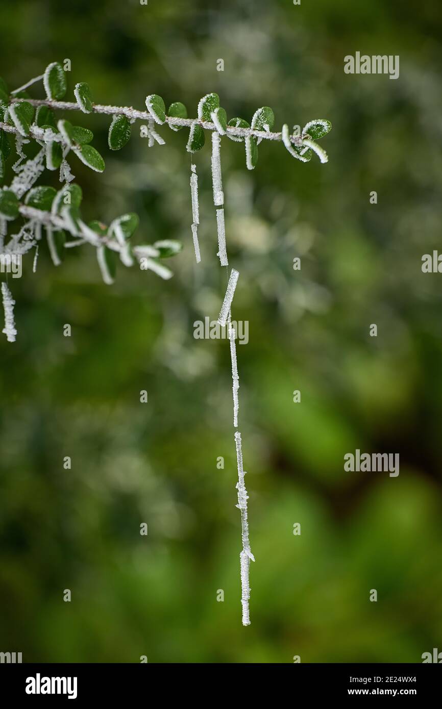Hanging by a thread Stock Photo - Alamy