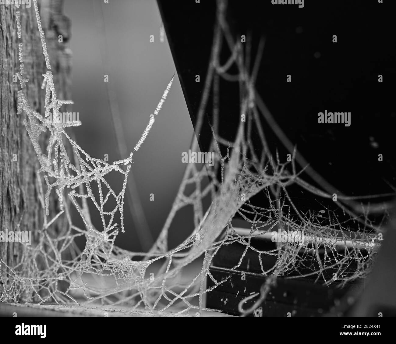 Spiders Web in a heavy frost Stock Photo - Alamy