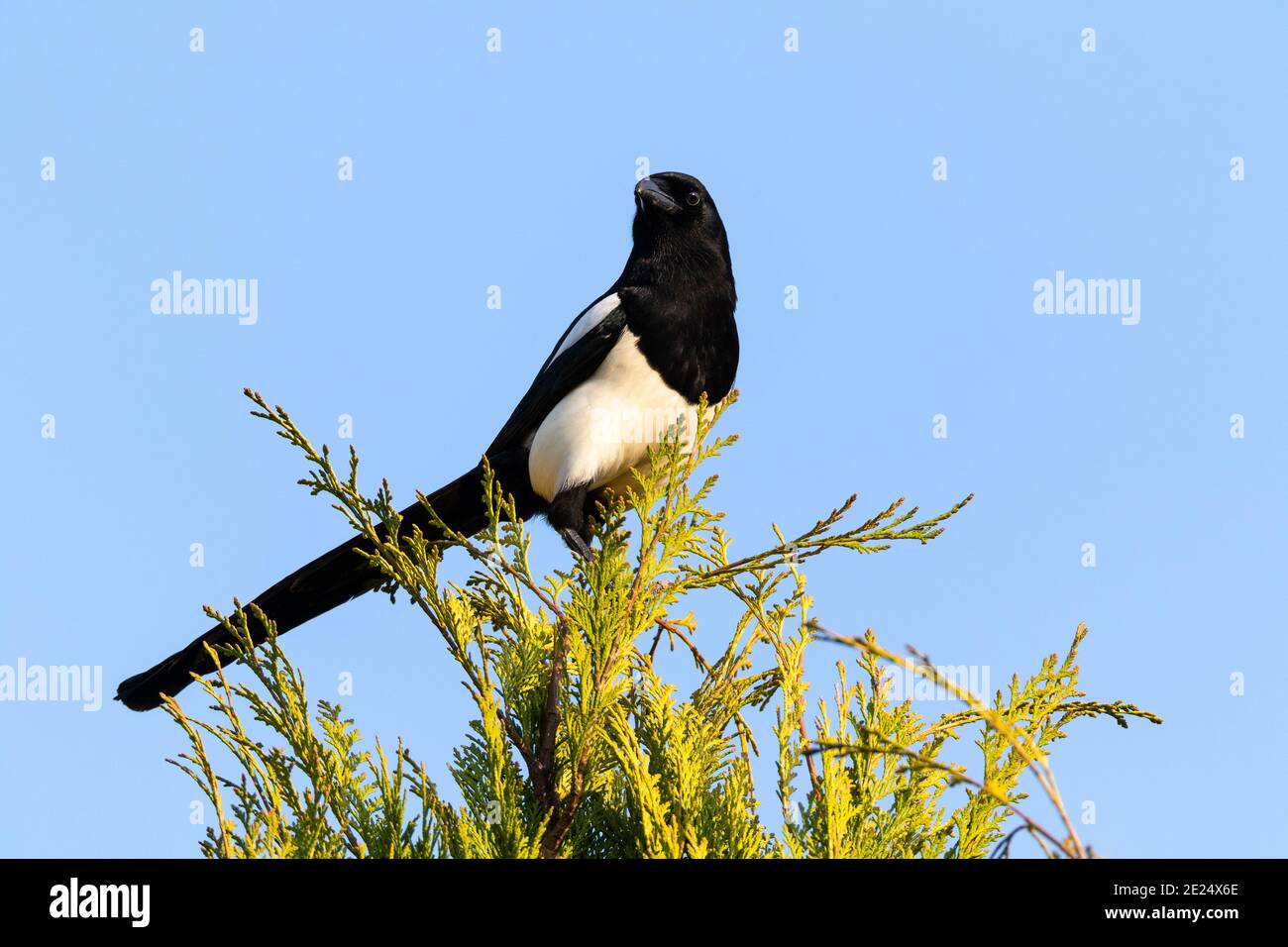 Garden magpie hedge hi-res stock photography and images - Alamy