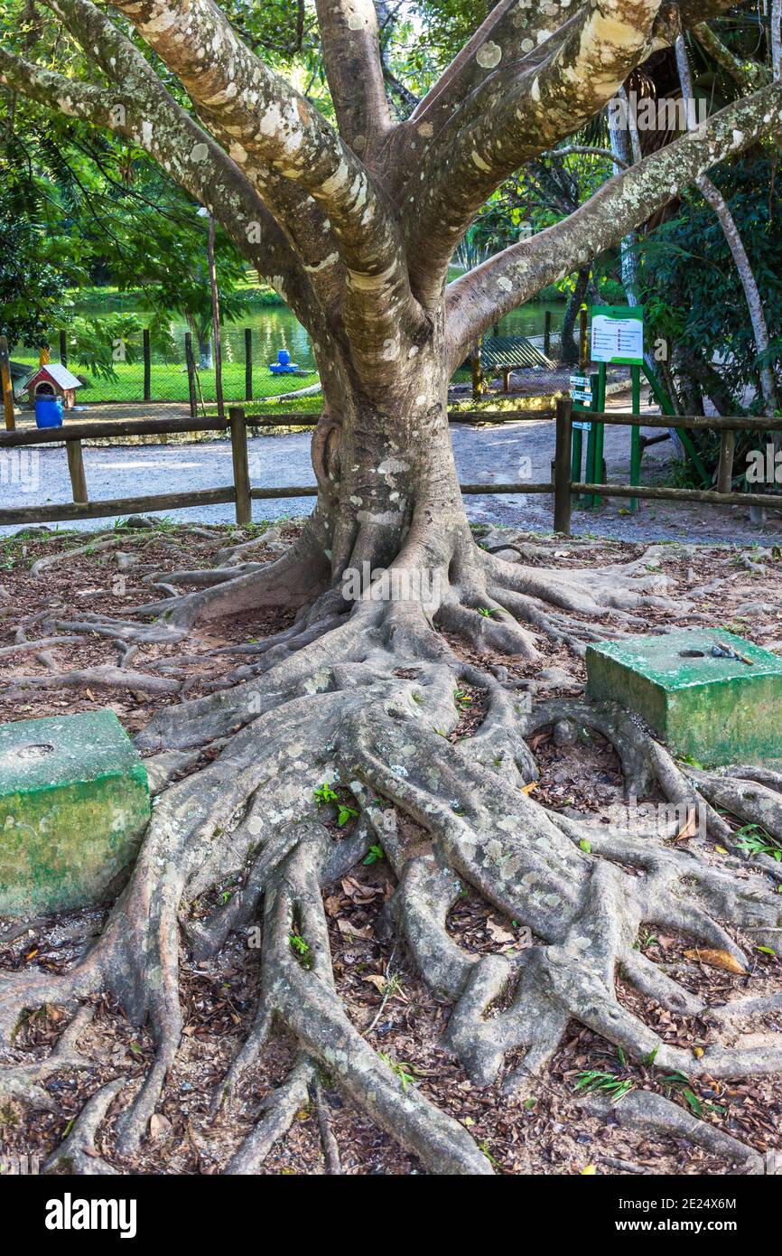 Vertical shot of an old tree with exposed roo Stock Photo - Alamy
