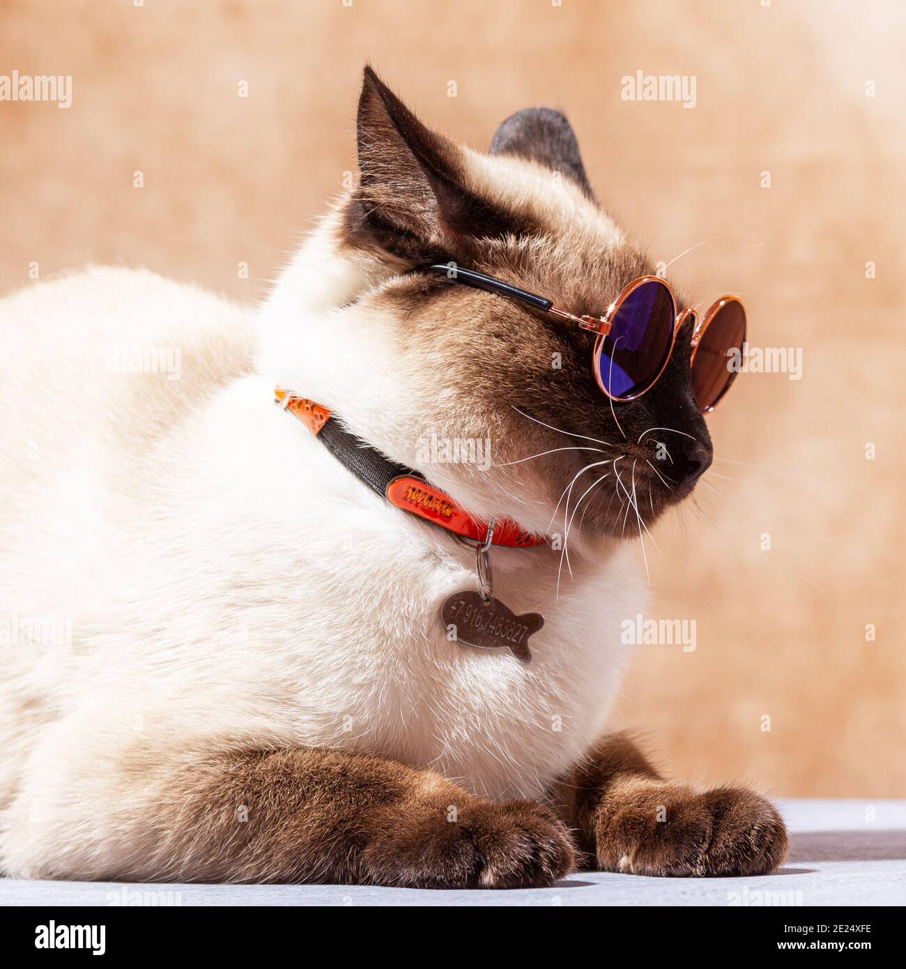 Funny Thai cat wearing special cat glasses for sun protection Stock ...