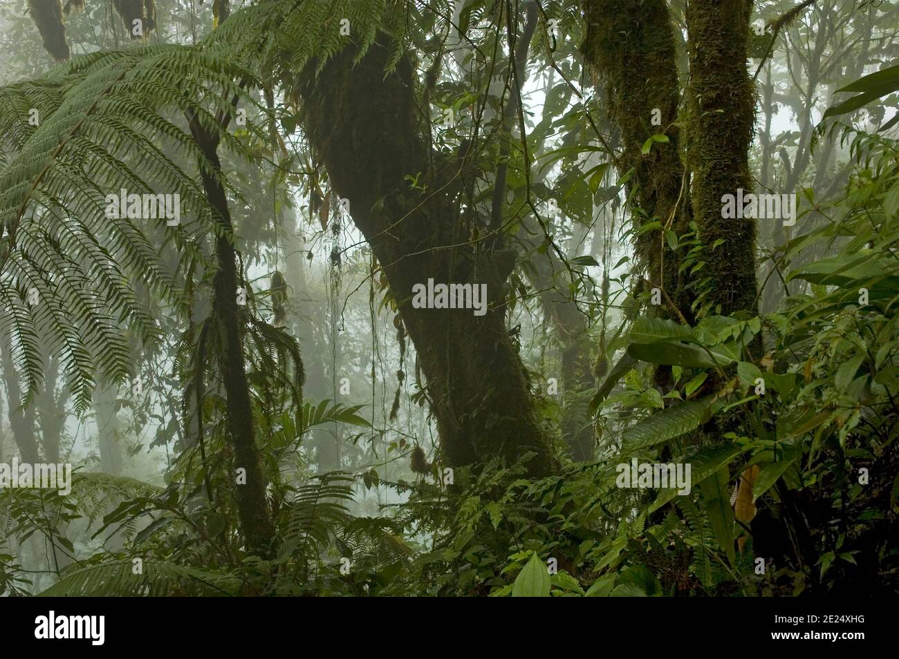 Arenal flora and fauna hi-res stock photography and images - Alamy