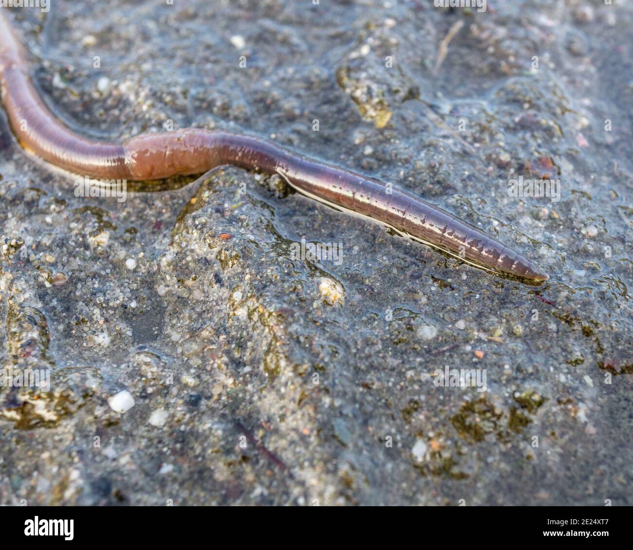 Closeup shot of a worm on a wet rock surface Stock Photo - Alamy