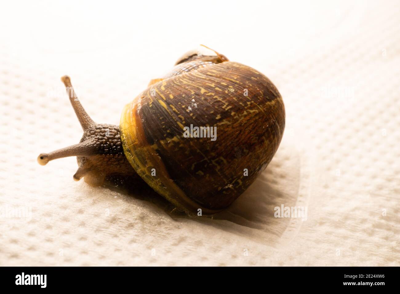 Closeup shot cloth fabric hi-res stock photography and images - Alamy