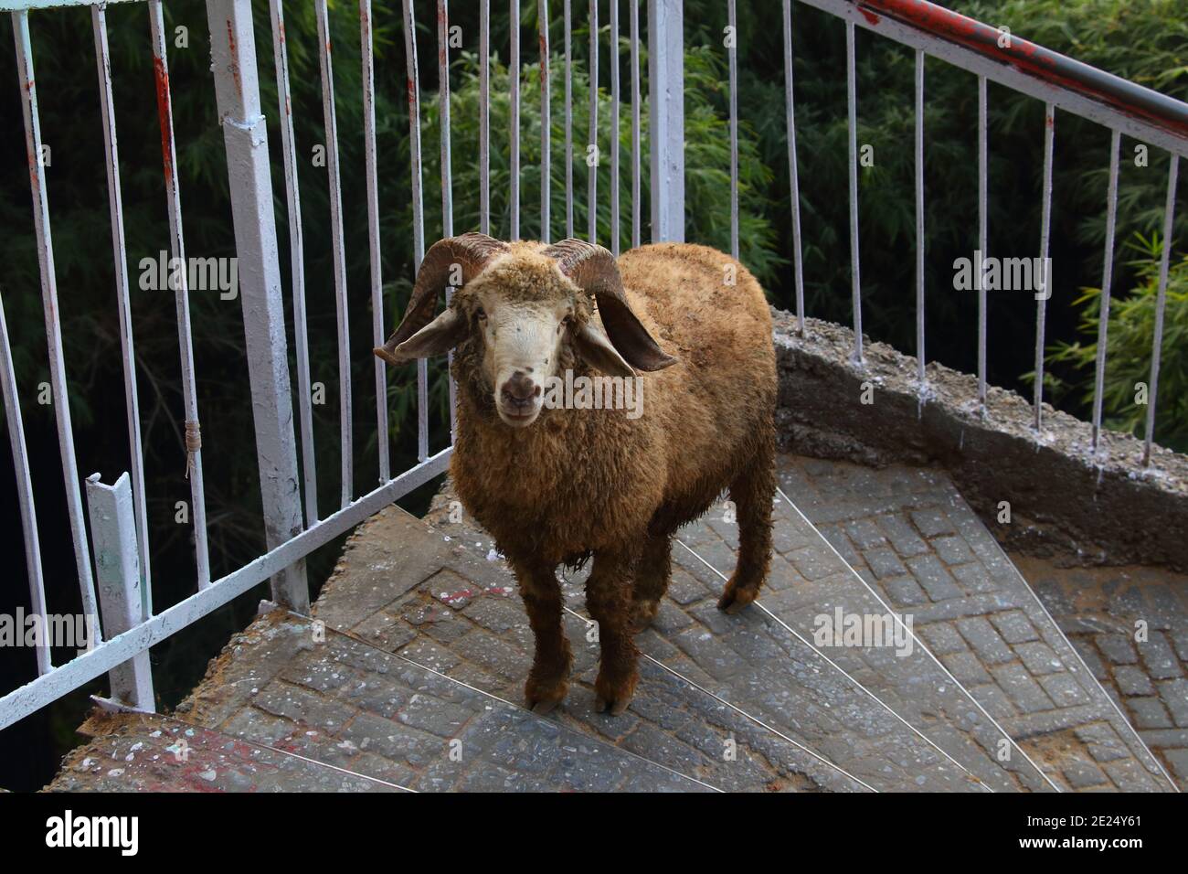 Himalayan goat hi-res stock photography and images - Alamy