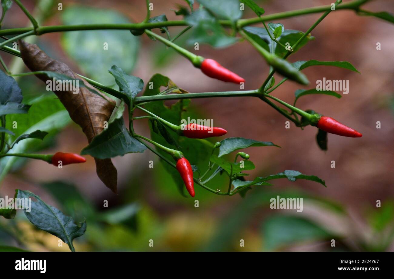 String of chillies hi-res stock photography and images - Alamy