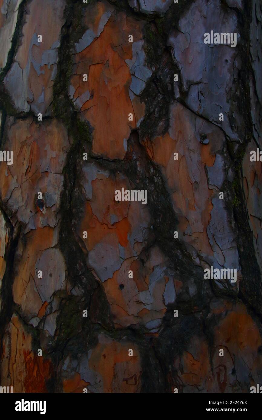 colorful texture of a Himalayan tree Stock Photo - Alamy