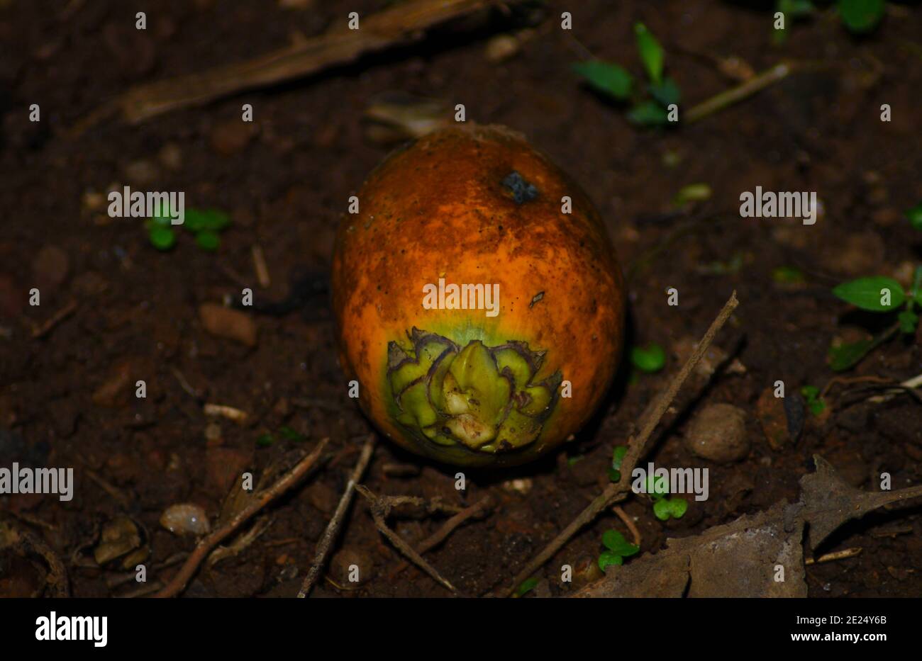 Araca fruit hi-res stock photography and images - Alamy
