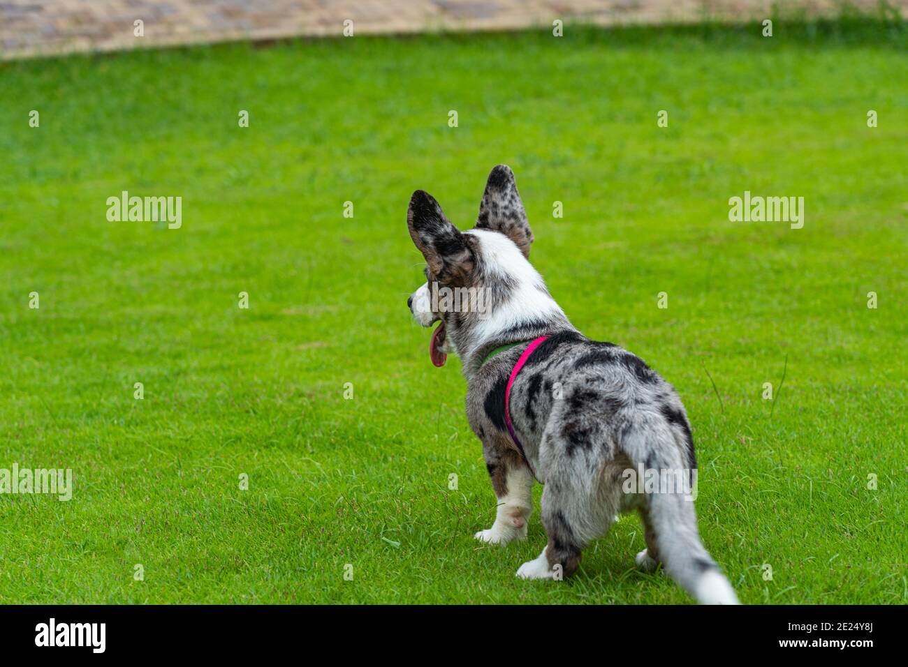 Rear view photo of beautiful Cardigan Welsh Corgi dog Stock Photo - Alamy