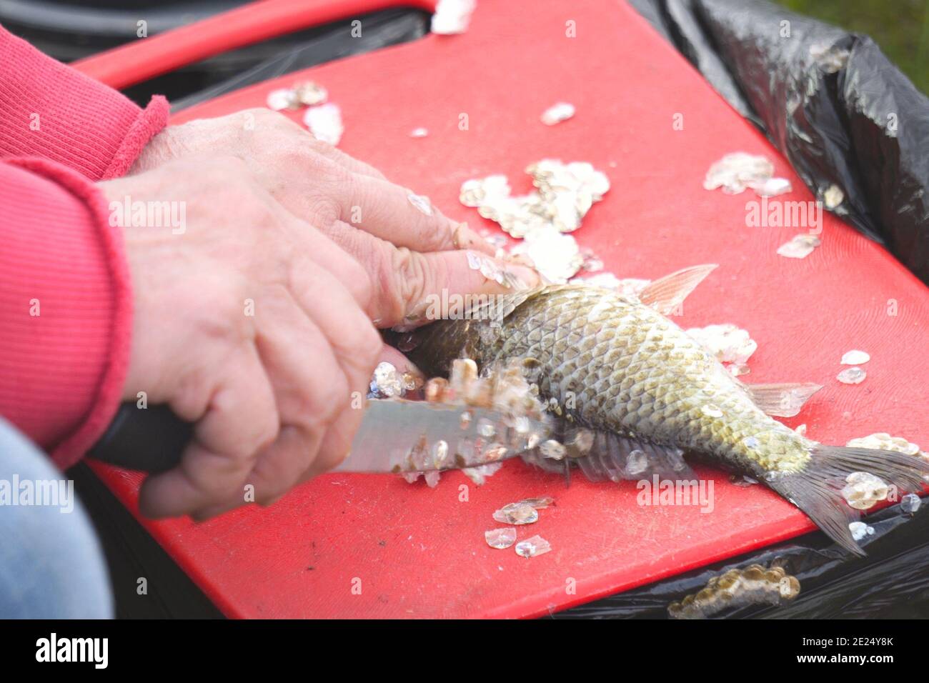 Cutting scales hi-res stock photography and images - Alamy