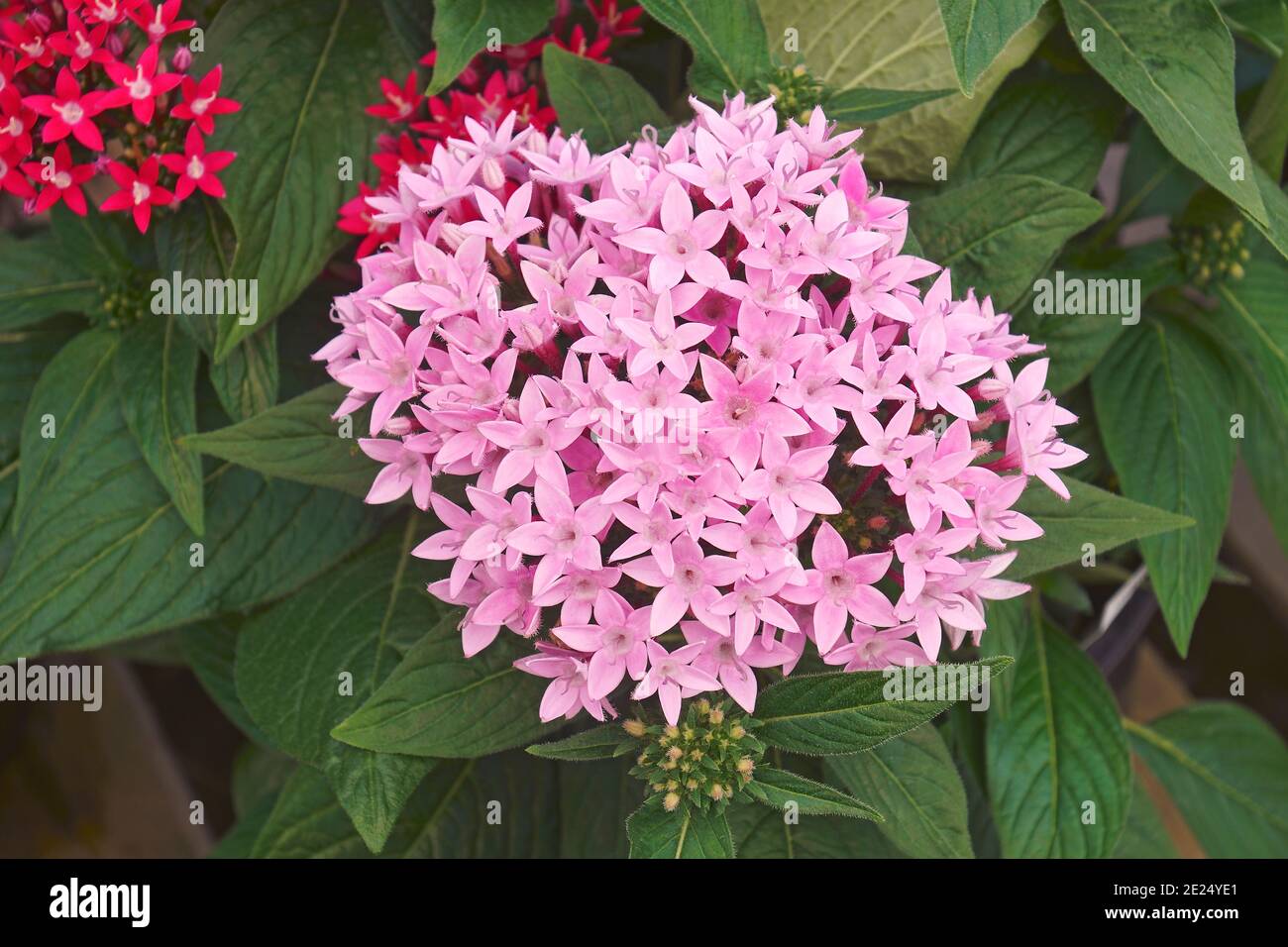 Pentas Starcluster