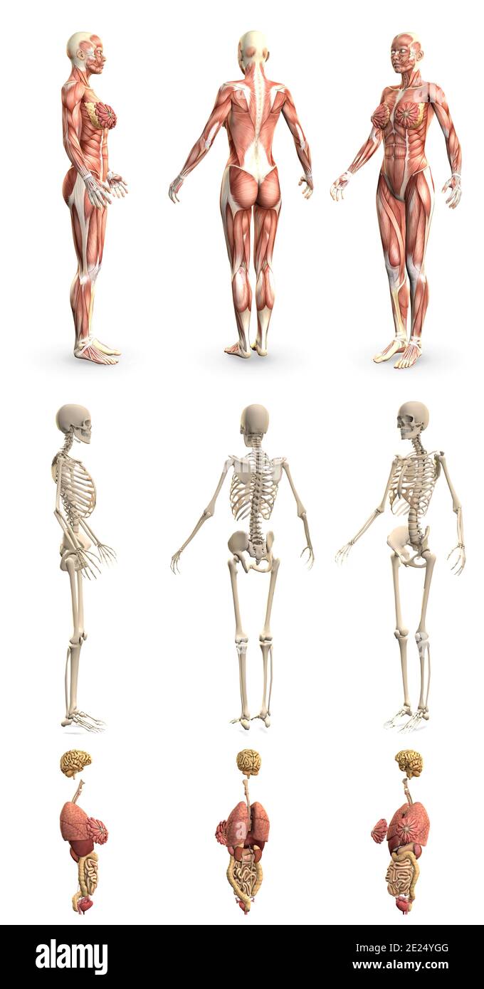 9 in 1, female body with skeleton and internal organs - physiology ...