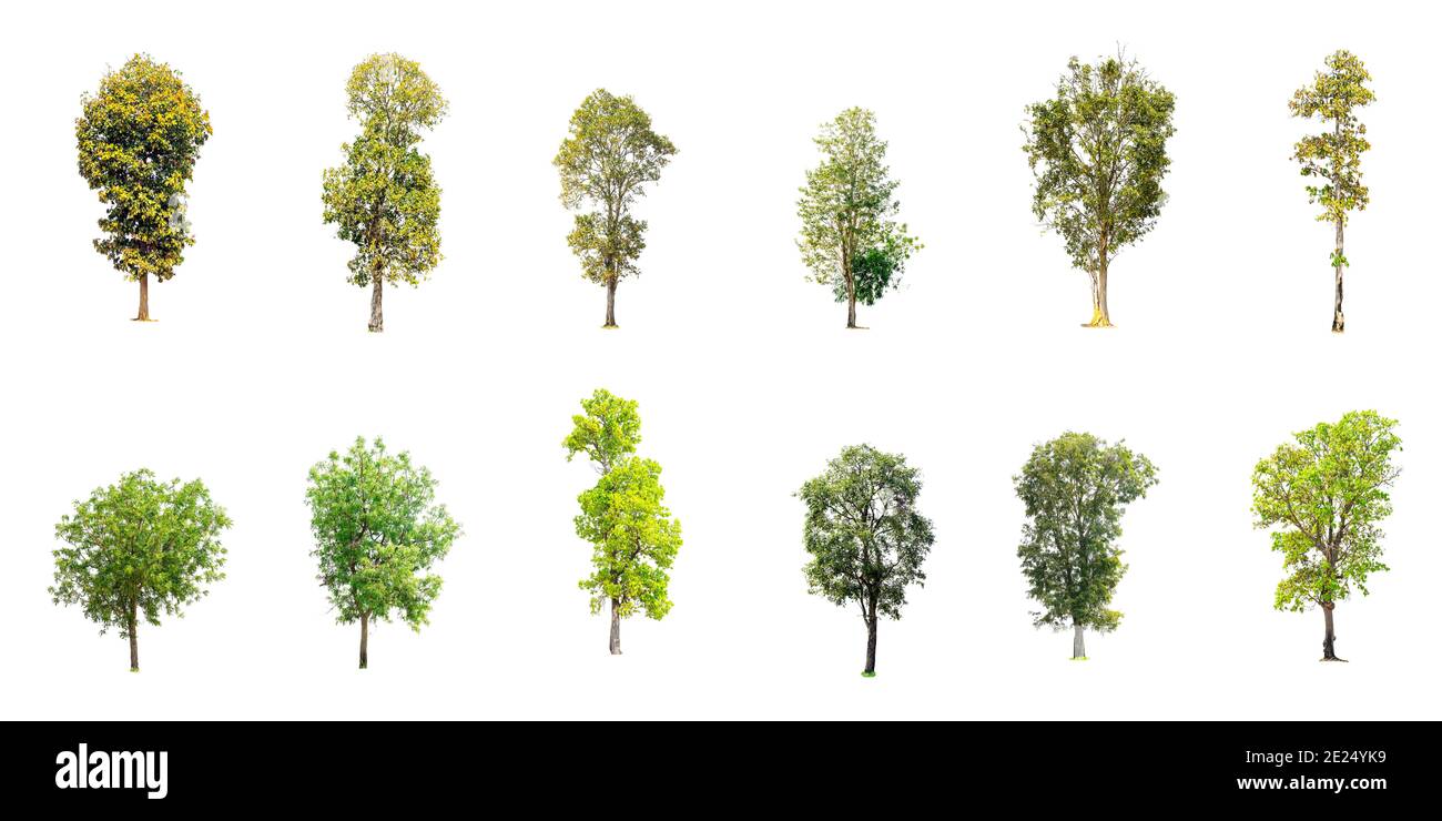Collection of trees isolated on white background Stock Photo - Alamy