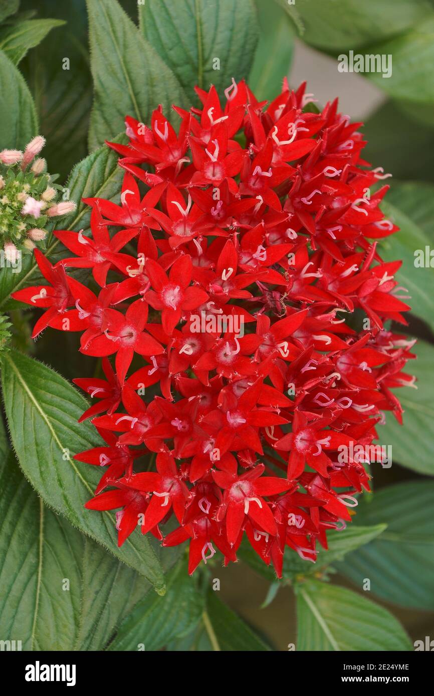 Egyptian starcluster (Pentas lanceolata). Called Egyptian star flower ...