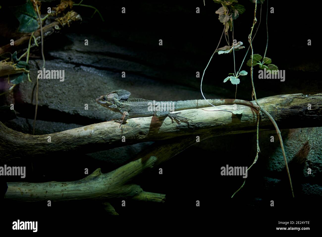 Common basilisk basiliscus closeup hi-res stock photography and images ...