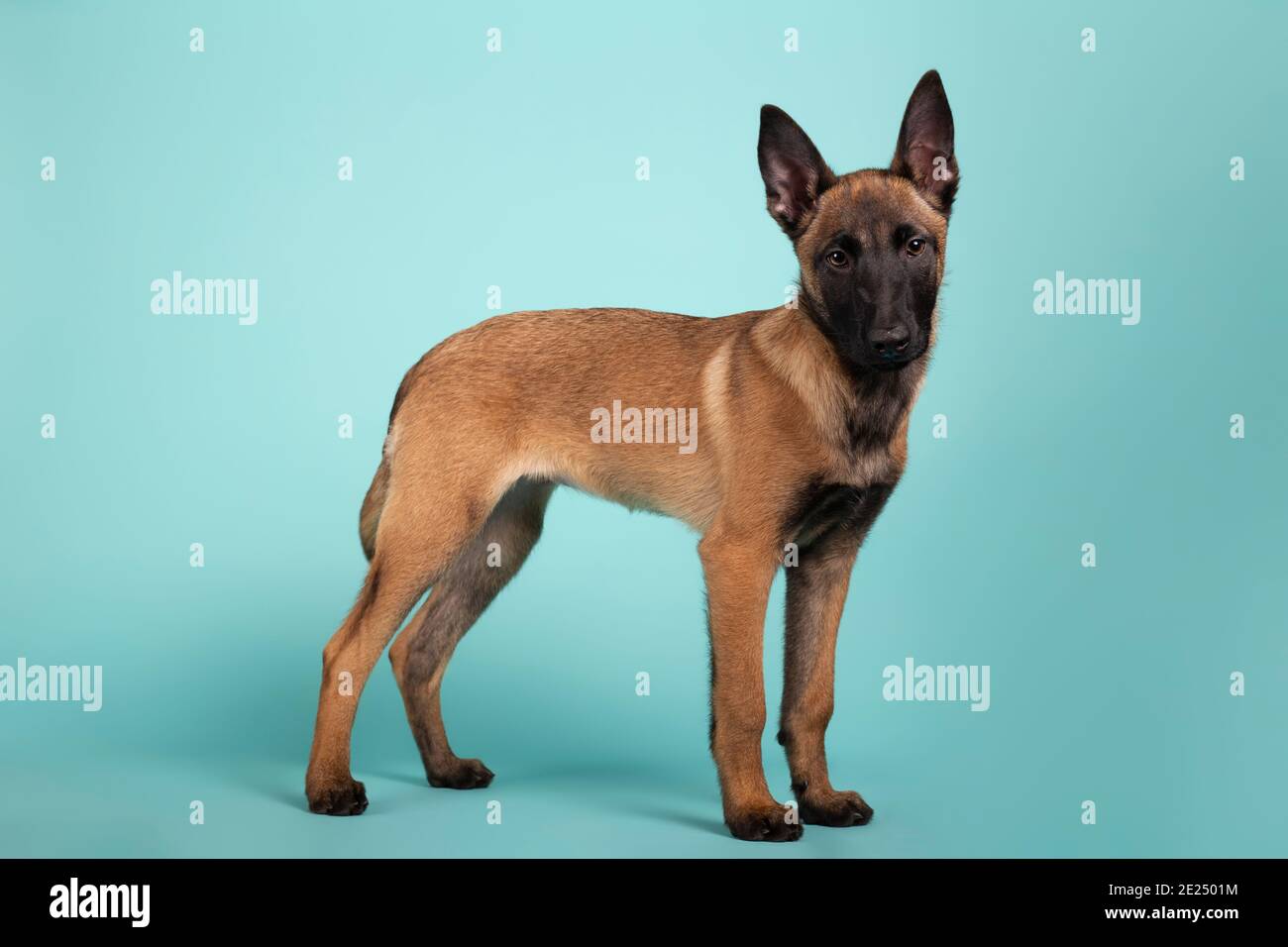 Cute Malinois puppy in profile looking towards camera on a colored ...