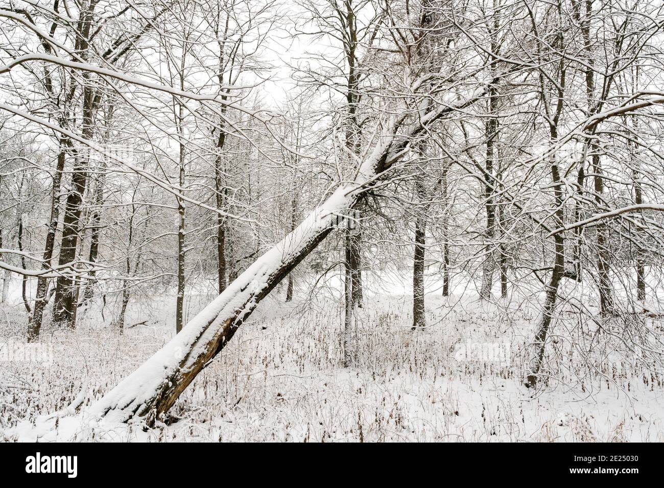 Fallen tree in the snow in the forest. Broken down tree on the severity ...