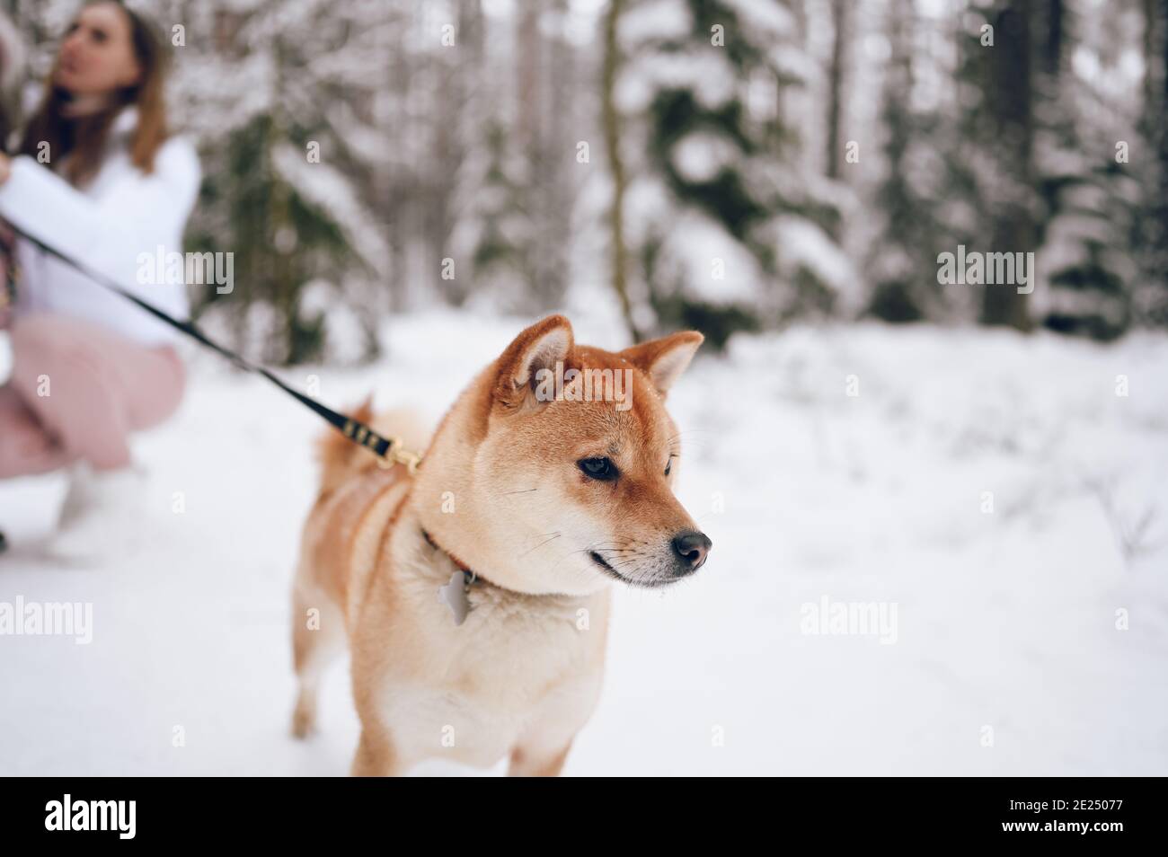 Portrait of a red shiba inu dog with black leash in winter on white ...