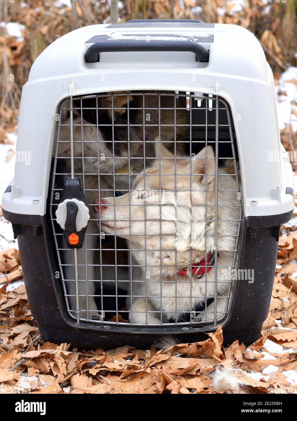 How Can I Keep My Dogs Crate Warm