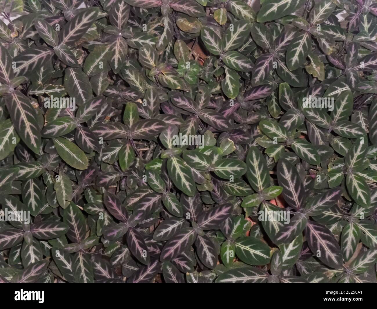 Top view of green leaves, good for backgrounds Stock Photo - Alamy