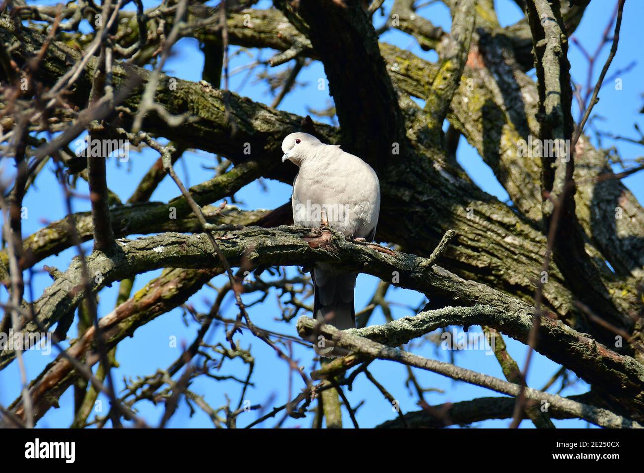 Eurasian collared dove, Türkentaube, Tourterelle turque, Streptopelia ...
