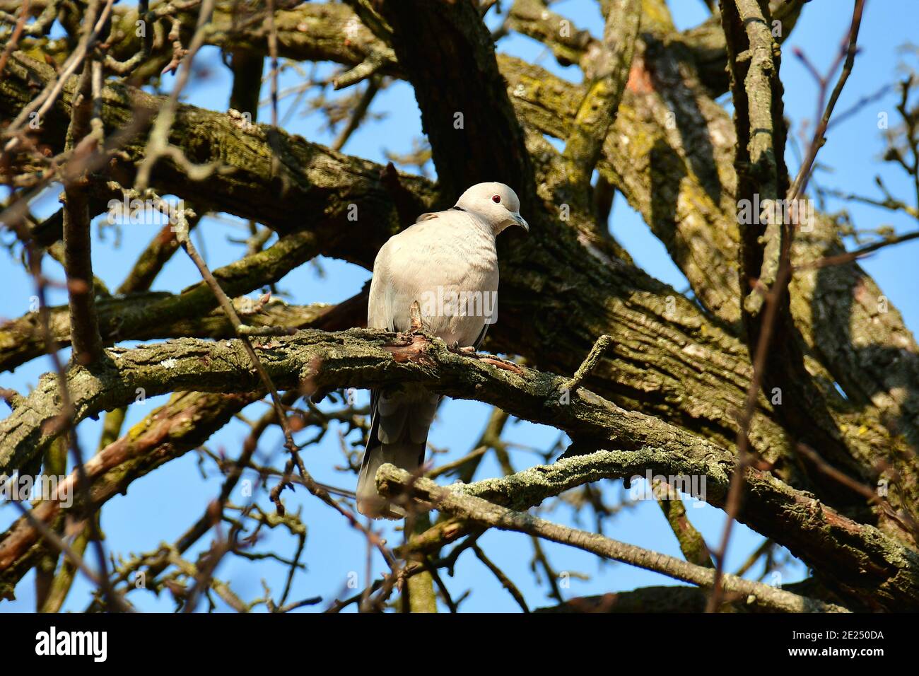 Gerle hi-res stock photography and images - Alamy