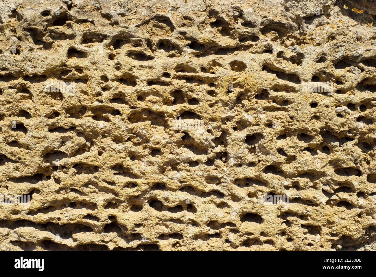 Sand-colored porous stone background. Shell rock. Building materials ...