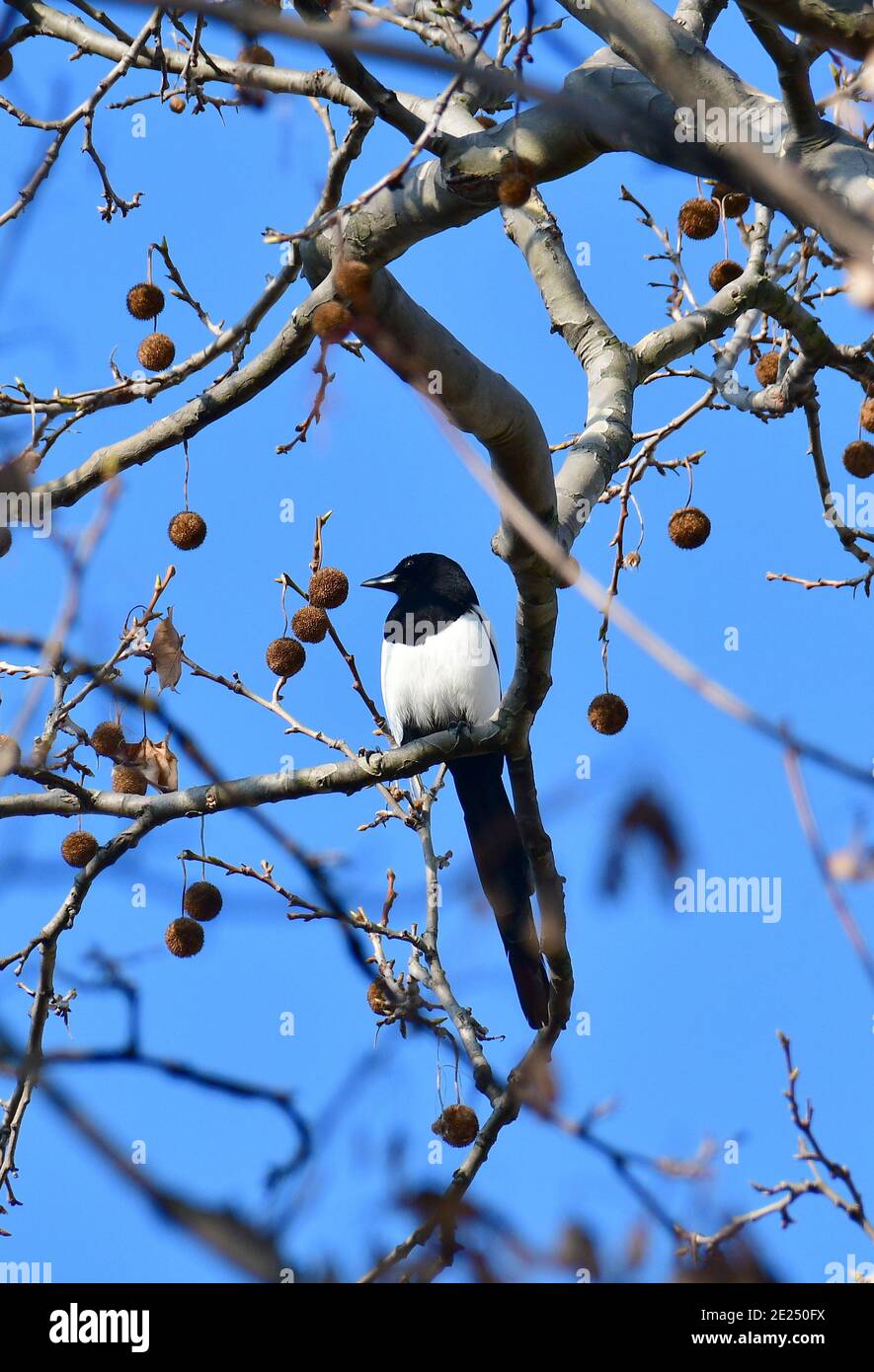 Eurasian magpie or common magpie, Elster, Pie bavarde, Pica pica ...