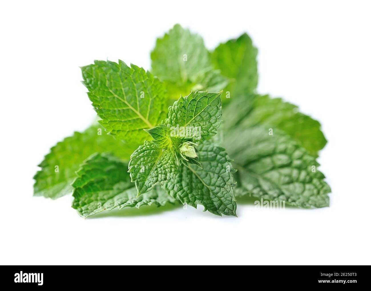 Fresh mint isolated on white backgrounds Stock Photo - Alamy