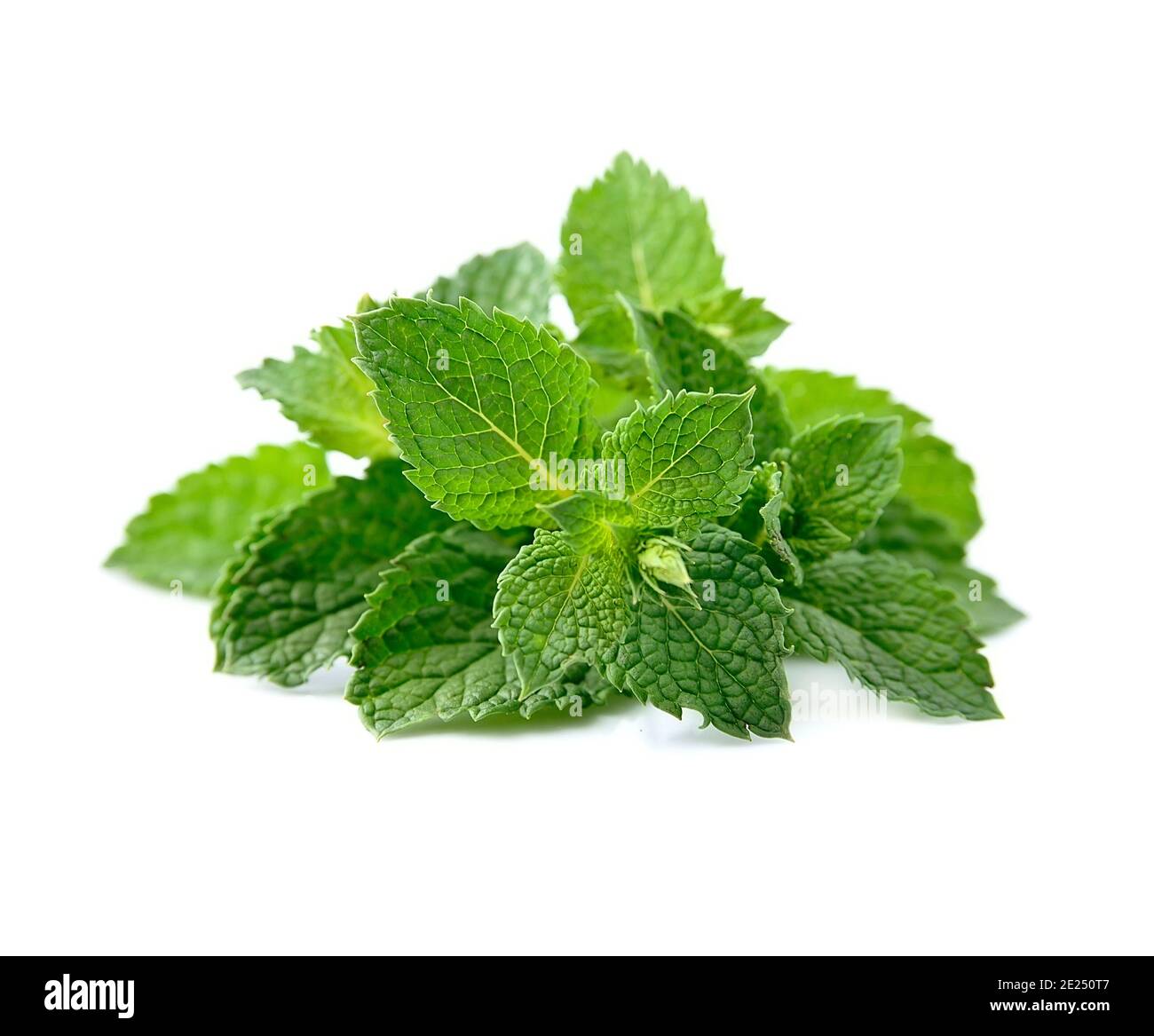 Fresh mint isolated on white backgrounds Stock Photo - Alamy