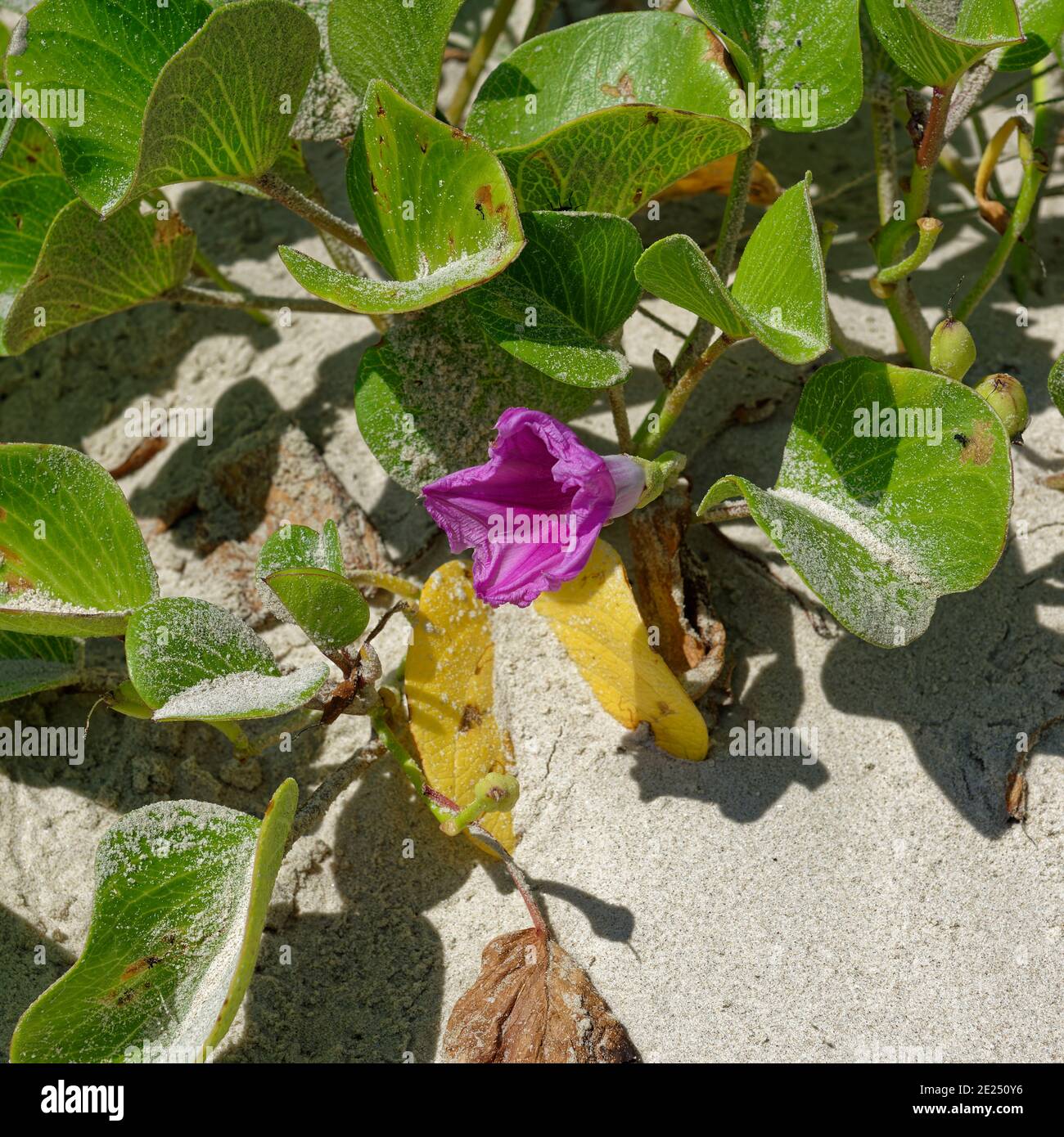 A close up Railroad Vine, Ipomoea brasiliensis which covers the small ...