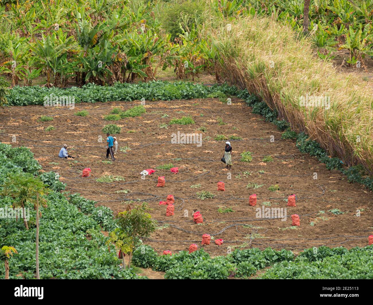 Agriculture near Pedra Badejo. Island of Santiago (Ilha de Santiago ...