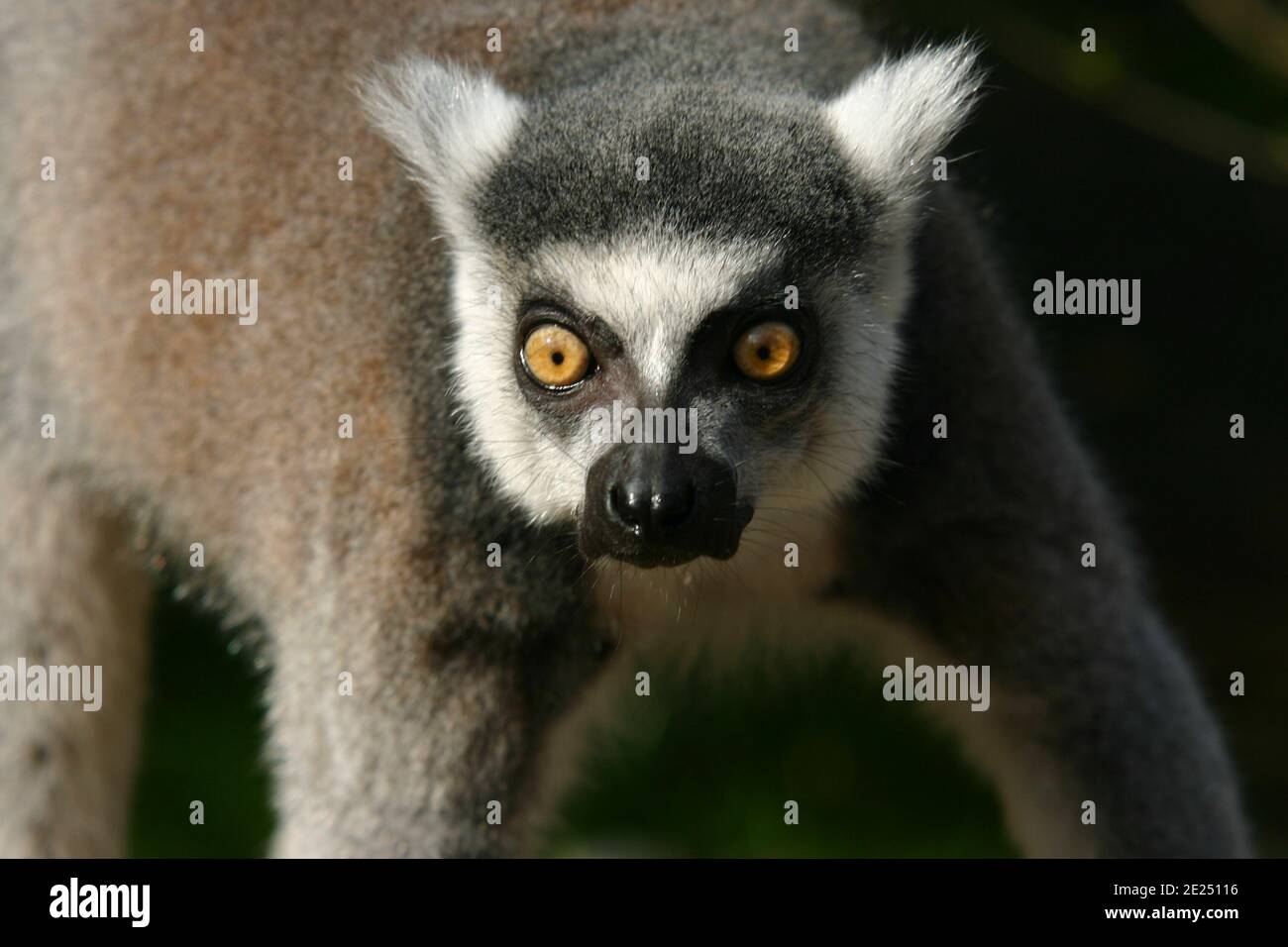 Surprised lemur hi-res stock photography and images - Alamy