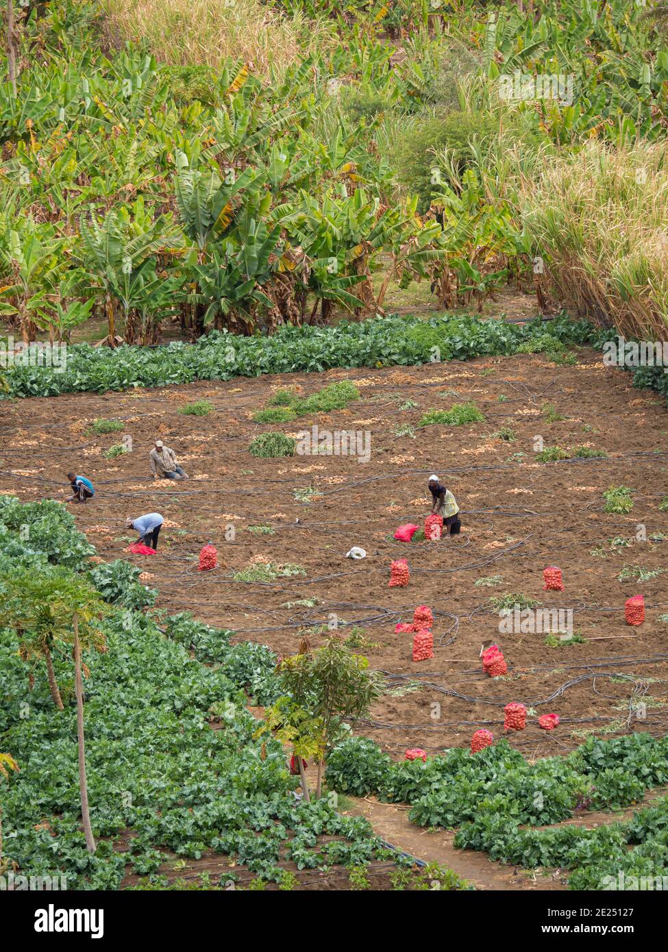 Agriculture near Pedra Badejo. Island of Santiago (Ilha de Santiago ...